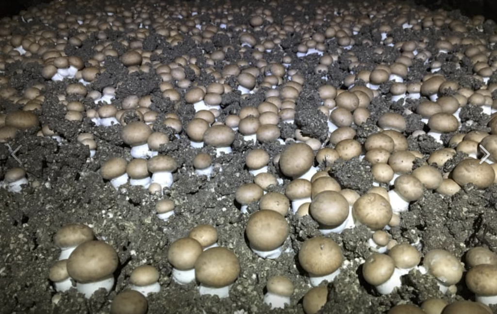 Champignons de Paris - 500g - Au jardin d'Étienne