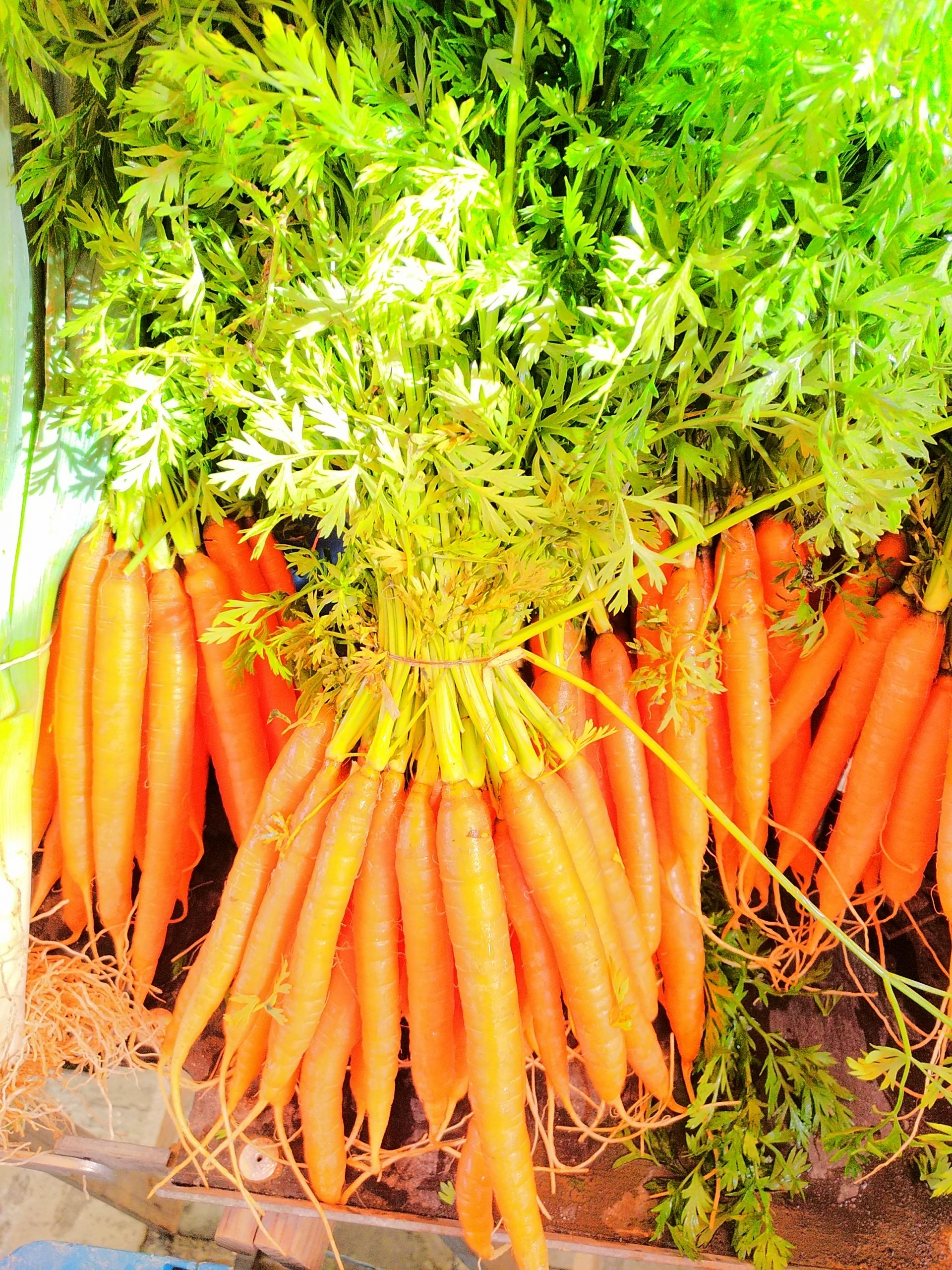 Botte de carotte - Au jardin d'Étienne